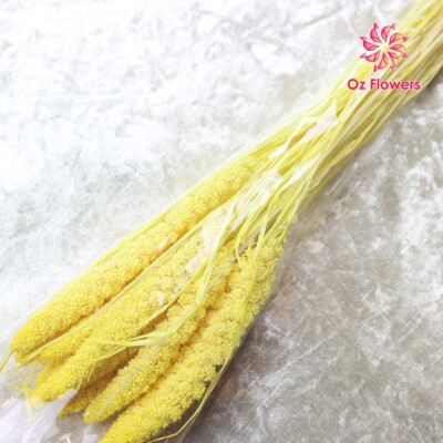 Oz Flowers - Yellow Natural Dried Millet Bunch | eBay Australia