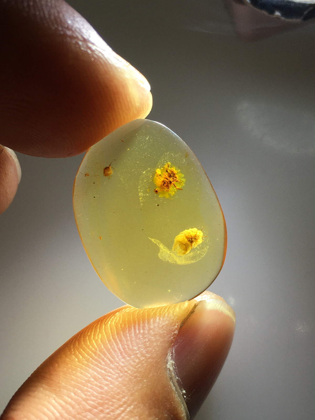 Burmese burmite Cretaceous Two Coccoidea coccid insect fossil amber ...