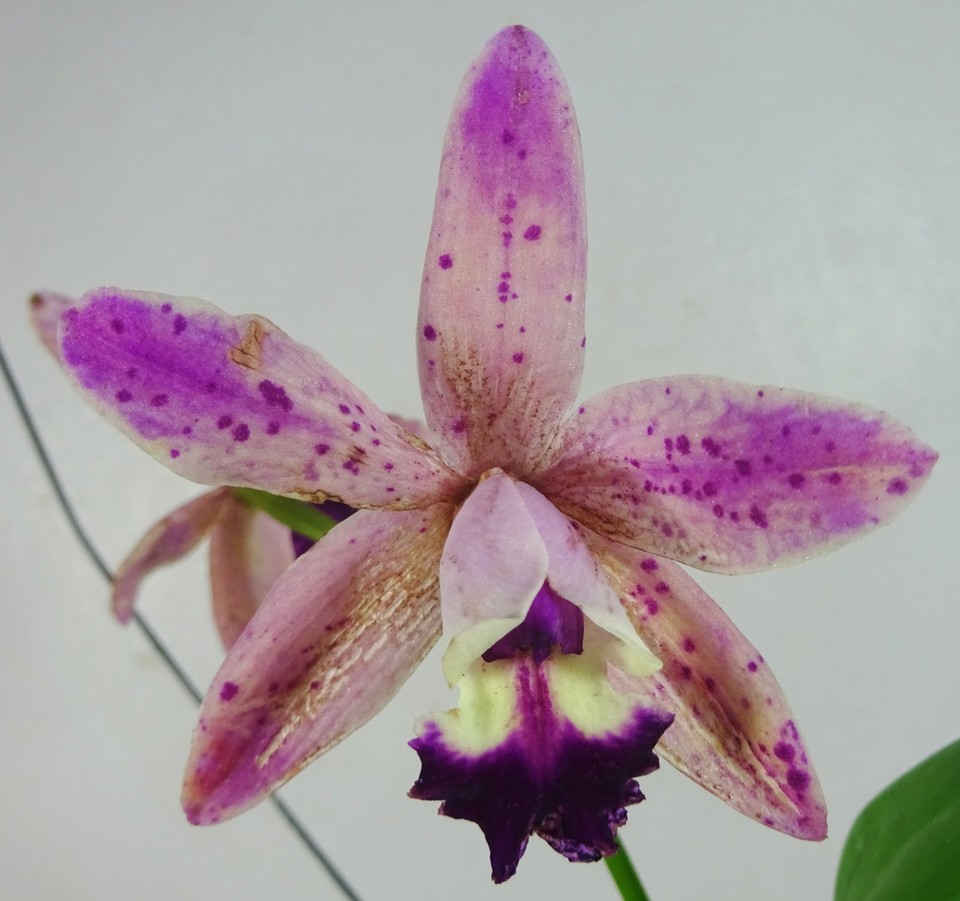 Cattleya Lc. Tropical Pointer 'Cheetah' HCC/AOS, Orchid plant, RARE | eBay
