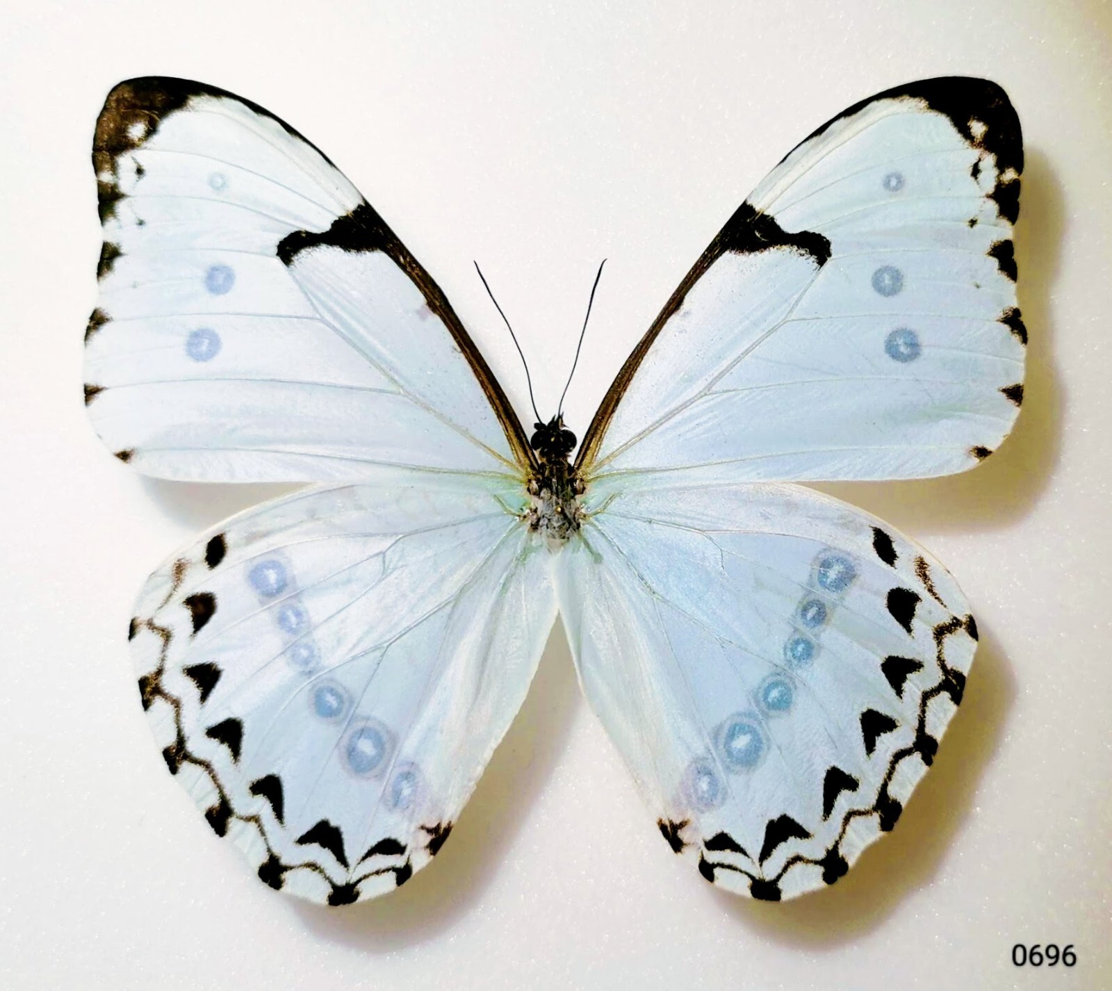 Morphidae Morpho catenaria catenarius A1 from BRAZIL - #0696 | eBay