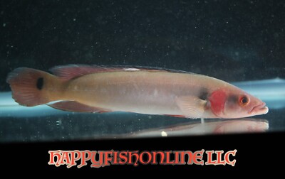 BIG RED ATABAPO FIRE PIKE CICHLID! WICKED LOOKING RED PIKE WC LIVE FISH ...
