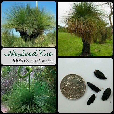 20+ BLACK BOY GRASS TREE SEEDS (Xanthorrhoea preissii) Balga Drought ...