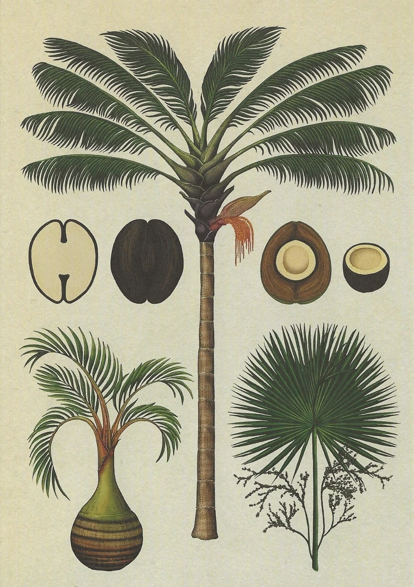 Cycads Drawing