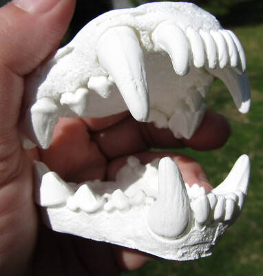 wolverine jaws teeth cast taxidermy plastic replica | eBay