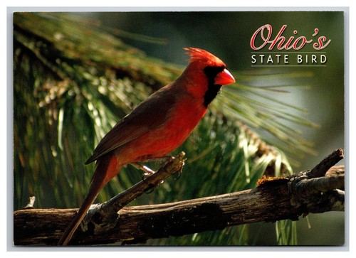 Ohio State Bird Cardinal On Tree Branch 5.9x4.2 Size Unposted Chrome ...