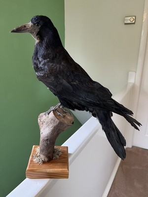 Taxidermy Large European Rook( Corvus Frugilegus ) | eBay UK