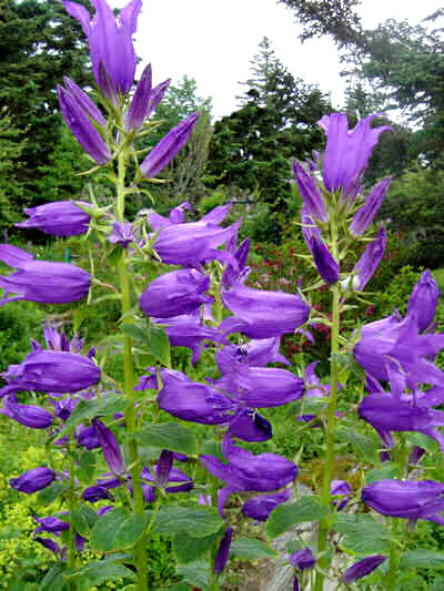 Lavender Bell Shaped Flower | Best Flower Site