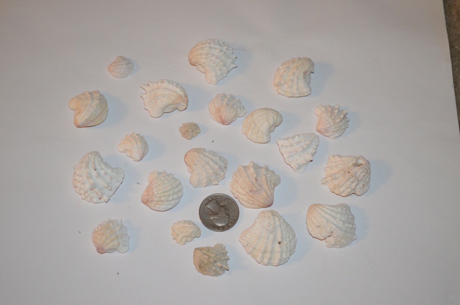 Spiny Jewel Box Sea Shell Florida Beach Shells - Craft Decor Wedding | eBay