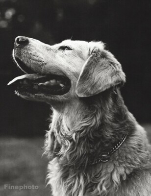 1987 Vintage BRUCE WEBER Golden Retriever Dog ROWDY Palomino Photo Art ...