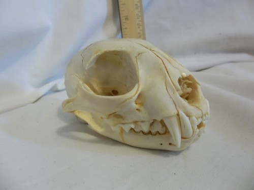 Real BOBCAT Skull Taxidermy Gothic Decor Oddities Curiosities Specimen ...