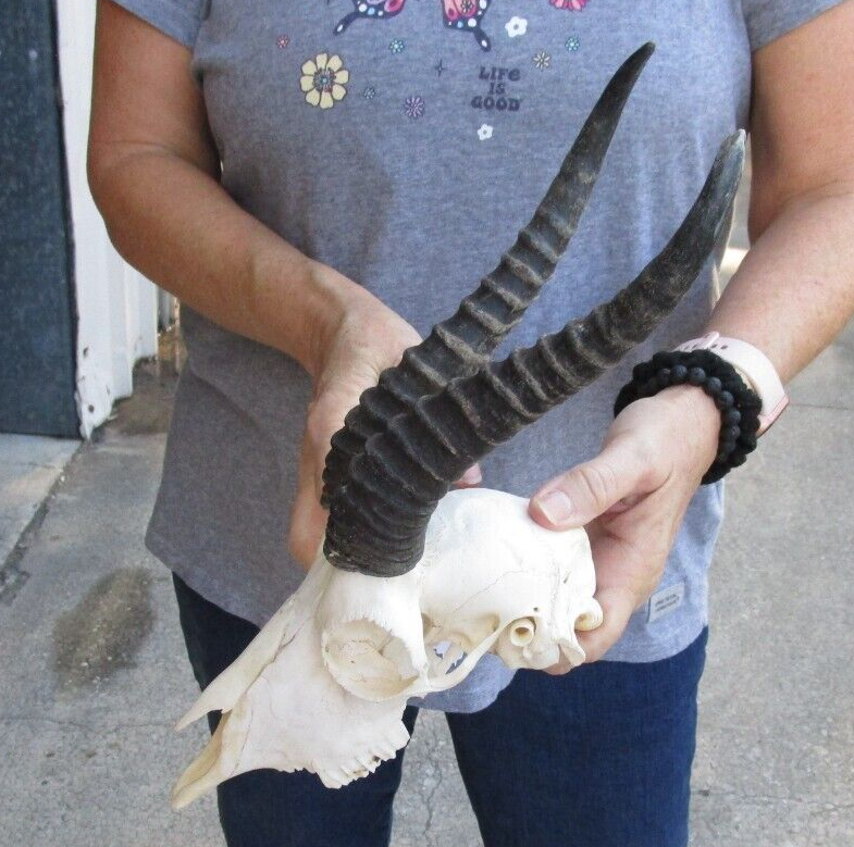 South African Male Springbok Skull with 9-10 inch horns, taxidermy ...