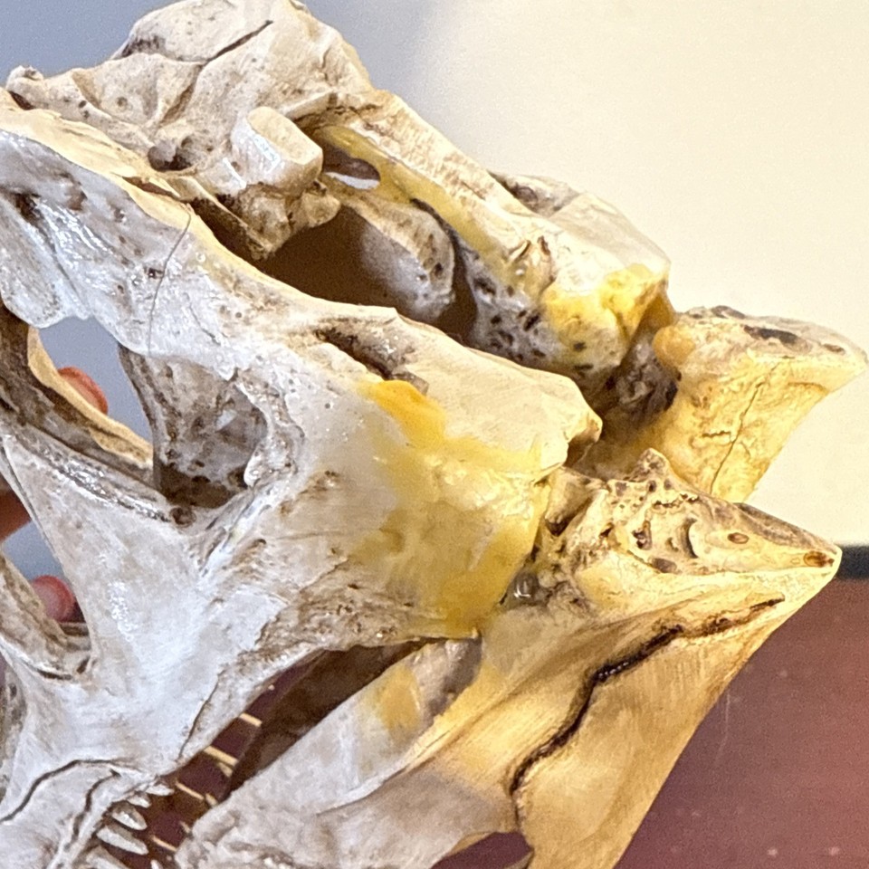 Dilophosaurus Skull Resin Fossil Model Tooth Dinosaur Replica | eBay