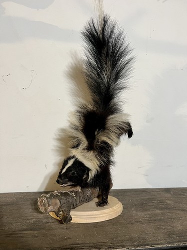 Cute Adorable Young Skunk In Spraying Attack Position Soft Cabin Funny Art Fur | eBay