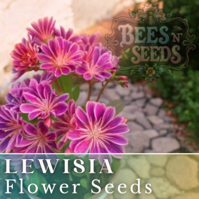 Warm Orchid Lewisia Seeds 35 or 100 Seeds Flower, Flower Seeds,Non GMO ...