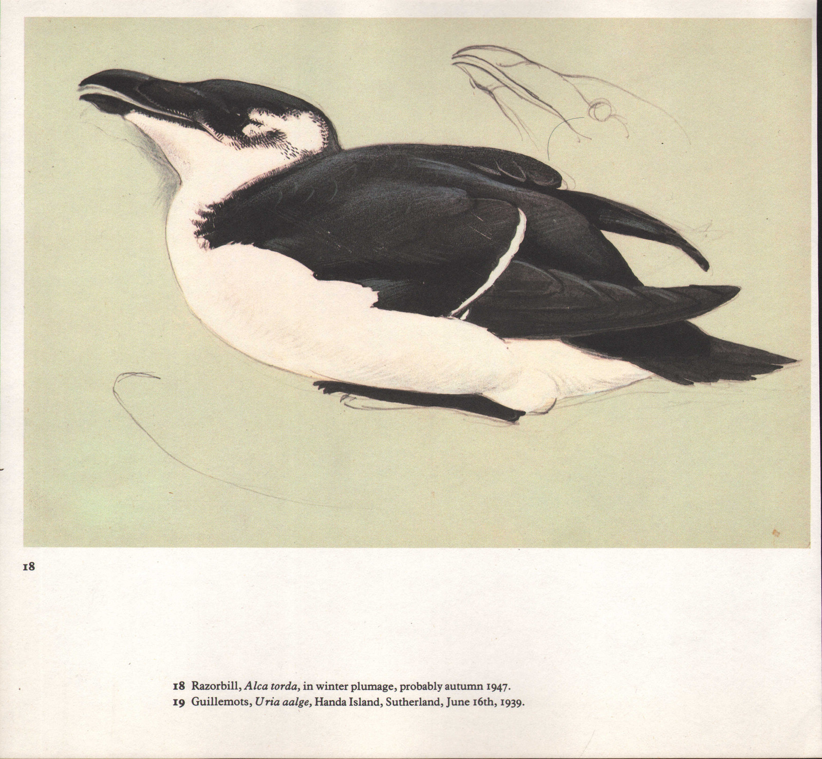 Schöne Vintage Vogel Aufdruck ~ Razorbill Winter Plumage ~ Tunnicliffe ...