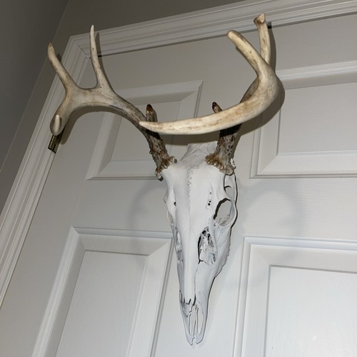 Whitetail Deer Head Skull Mount Taxidermy Hunt BUCK Rack 8 Point ...