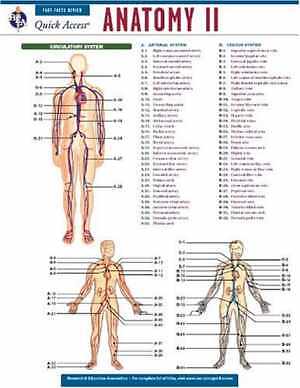 Anatomy 2 - REA's Quick Access Reference - Pamphlet, by Editors of REA ...