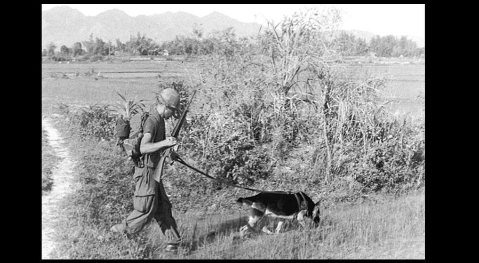 Vietnam War Scout Dog PHOTO US Army Specialist and German Shepherd ...