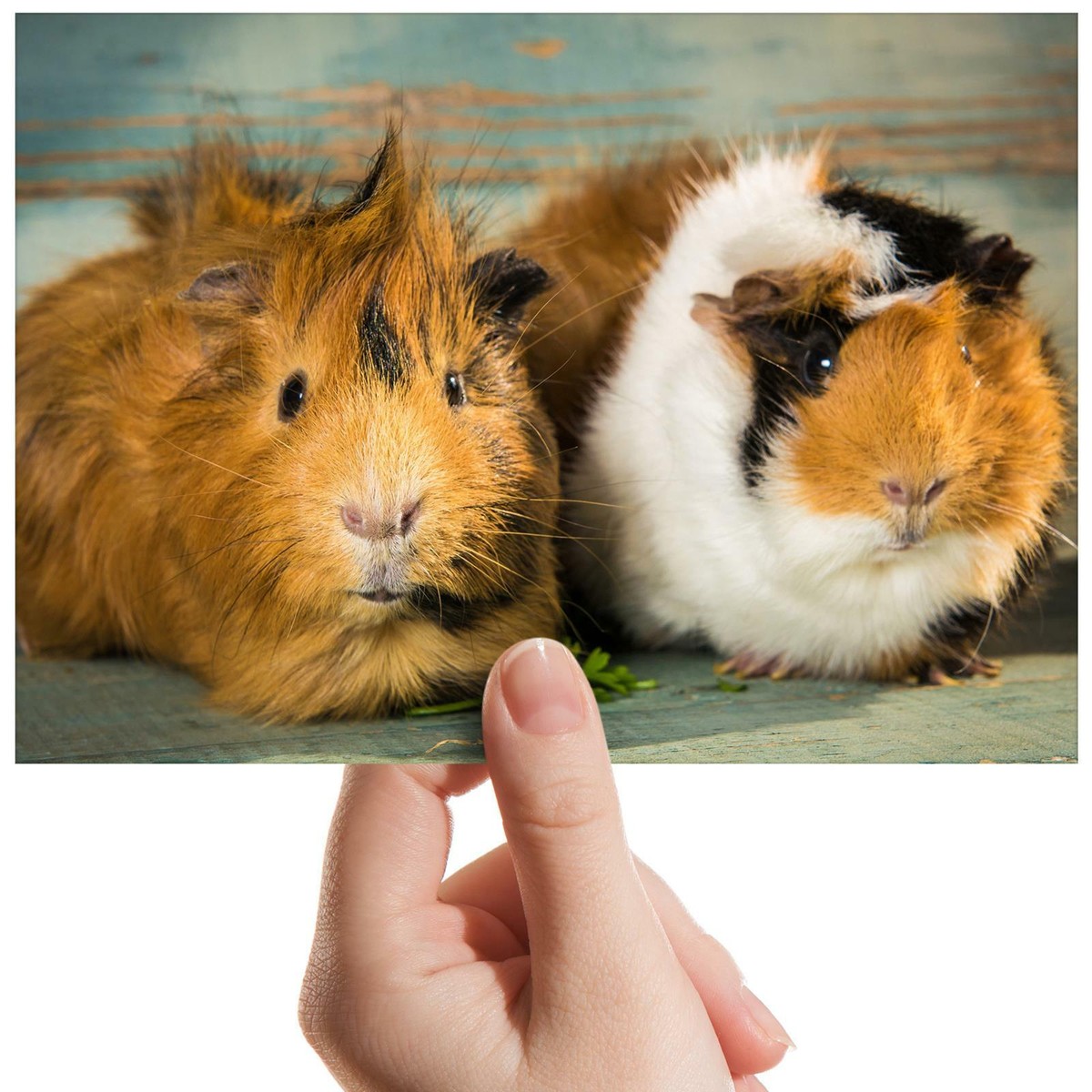 Fat Guinea Pigs Meet Fat Charlie, Guinea Pig Jim Doran