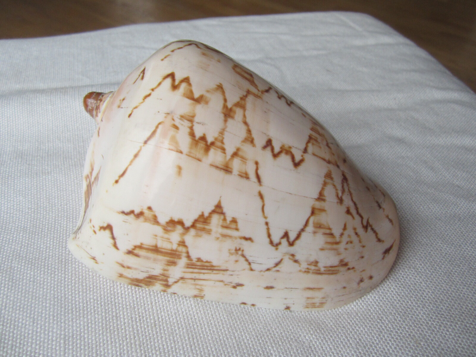 Vintage Large Natural Tiger Striped Conch Sea Shell 6” Long Nobilis | eBay