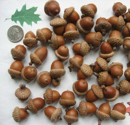 35 whole natural acorns, in assorted sizes. Attached caps. Crafts ...