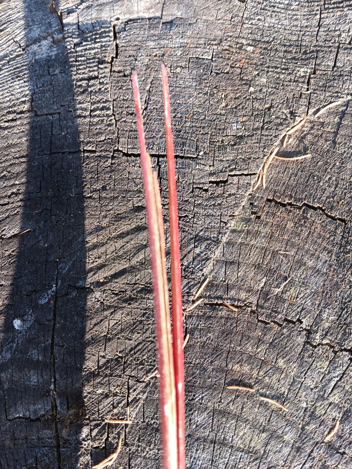 Ancient Damon Howatt Archery Mamba Hi Speed recurve Wallhanger | eBay