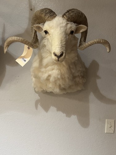 Nice ram Sheep Shoulder Mount Taxidermy- Log Cabin, Bar Decor, clean | eBay