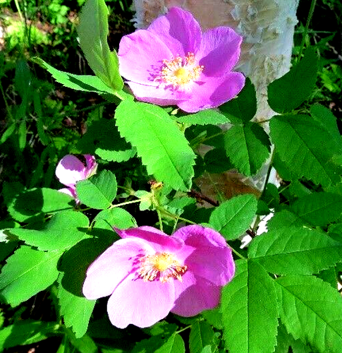 Alaska Wild Rose Flower - Rosa acicularis - 100+ Seeds - Rose Jam ...