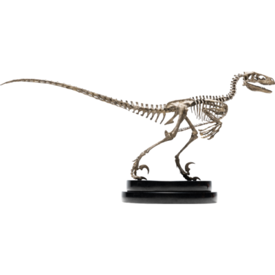 Velociraptor Skeleton Replica
