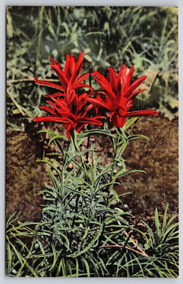 Indian Paintbrush Wyoming State Flower of Foothills and Prairies Unused ...