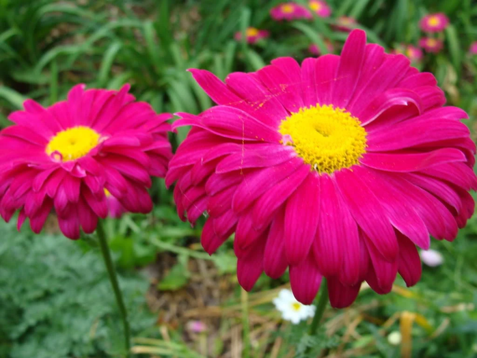 100 Mixed Colors ROBINSONS PAINTED DAISY Chrysanthemum Pink Red Rose ...