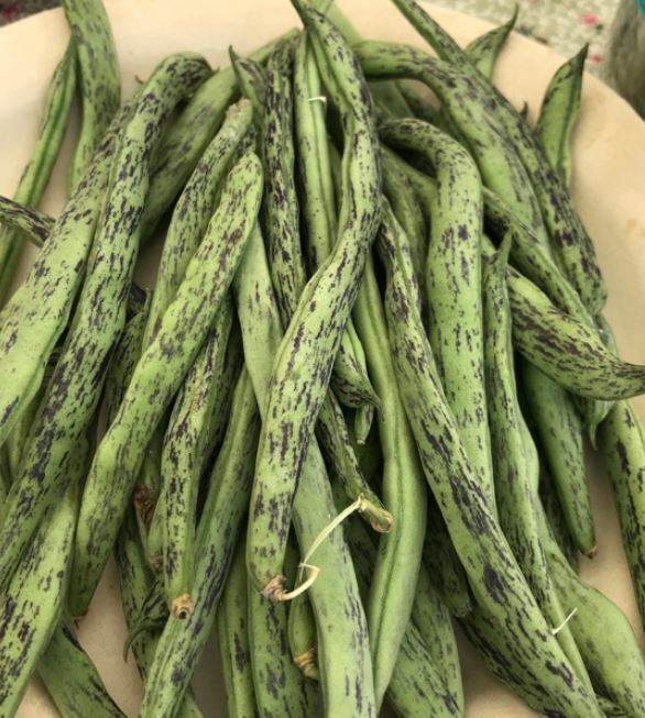 RATTLE SNAKE POLE BEAN SEEDS 1.2oz 100 + SEEDS GREEN BEANS | eBay