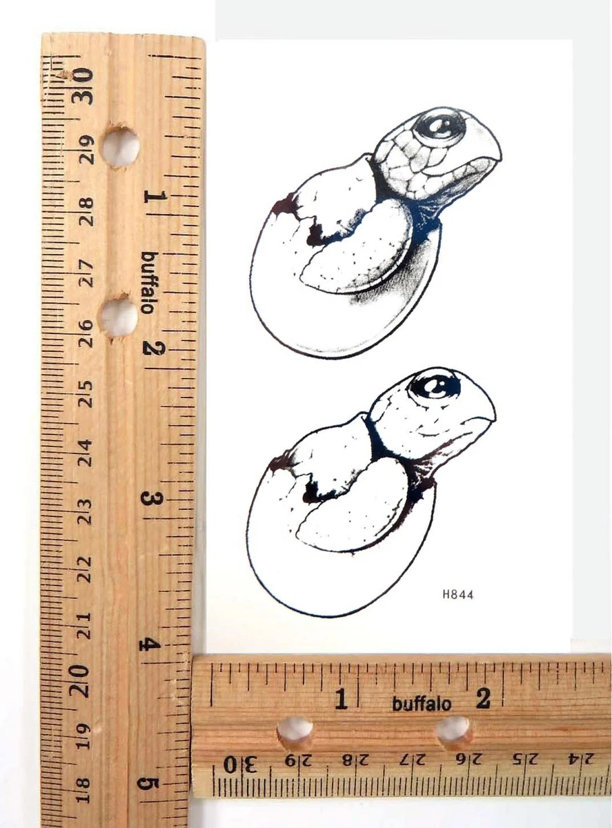 Baby Turtles Hatching Drawing