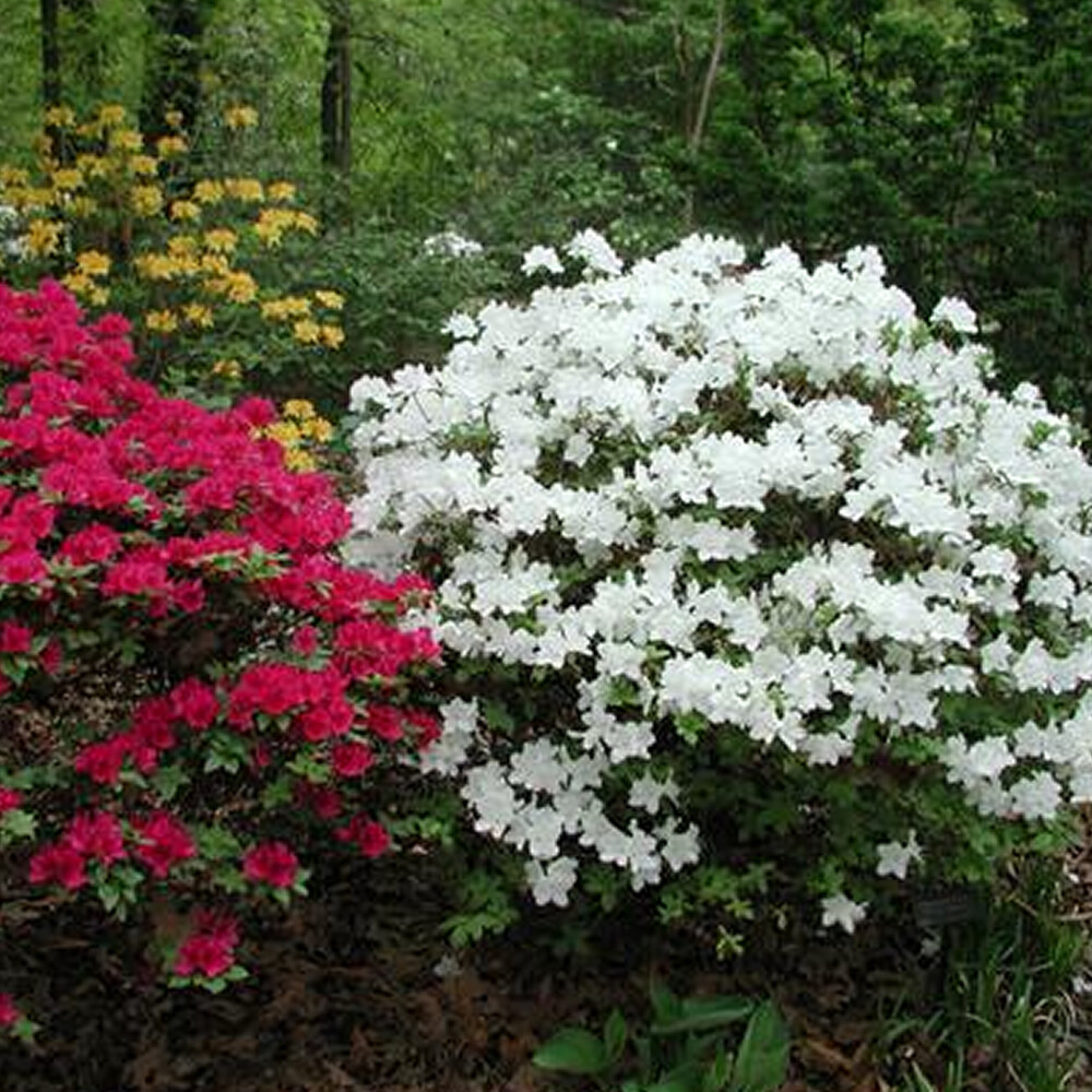 White Azaleas Hedge Nothing Says 'welcome Home' Like A Lush Row Of