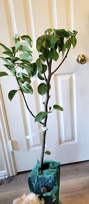 Bartlett Pear Tree Live Dwarf - For Garden & Orchard Bare Root Fruit Tree