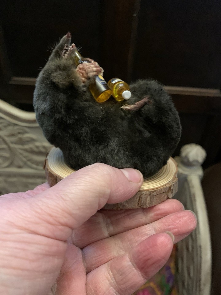 Taxidermy Drunk Mole | eBay UK