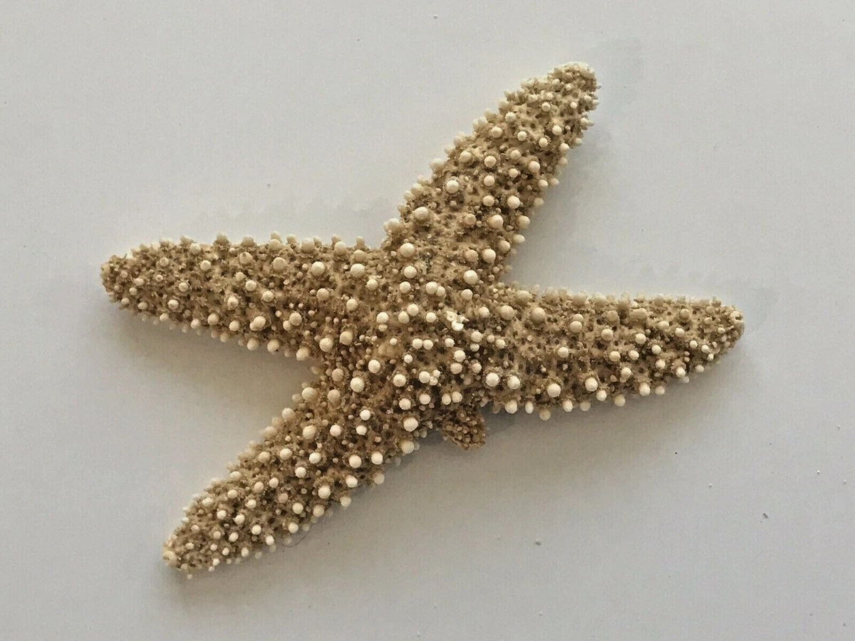 Rare Starfish