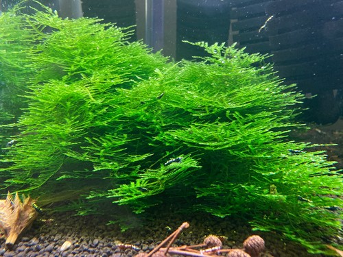 Vesicularia Sp. Anchor Moss - Live Submerged Freshwater Aquarium Plant ...