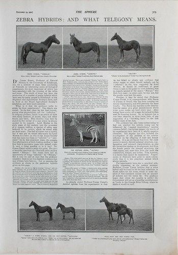 1900 PRINT ZEBRA HYBRIDS TELEGONY MATOPO ROMULUS ISLAND OF RUM PONY | eBay