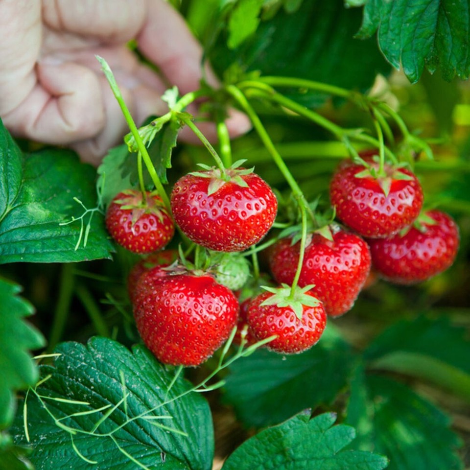 12 x Strawberry Elsanta Bare Roots - Grow Your Own Strawberries | eBay UK