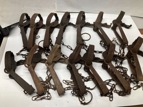 14 Total No. 1 1/2 Traps - 11 Victor and 3 Blake & Lamb Long Spring ...