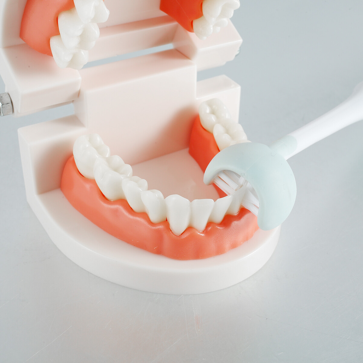 Teeth Model High Simulation Denture Model Demonstration Model with 28 ...