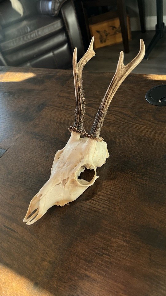 Antique Large Roe Deer Skull Mount Taxidermy Antler Europe | eBay