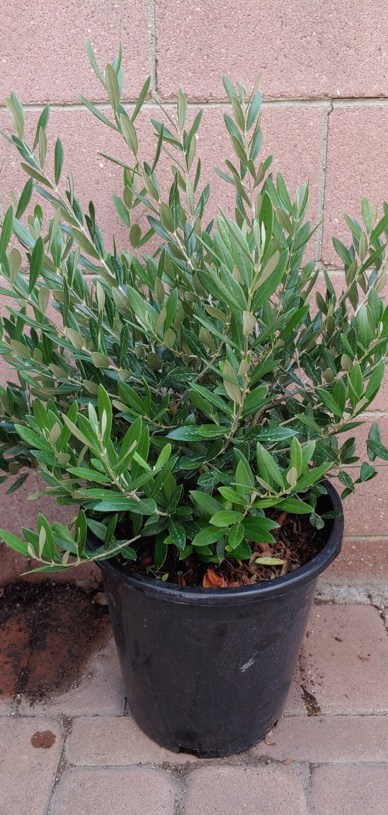 Little Ollie Dwarf Olive Live Plant | eBay