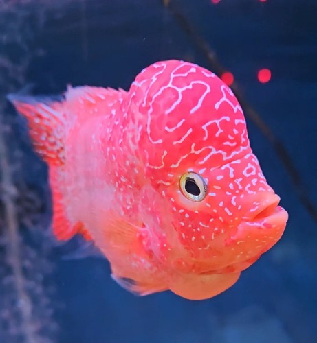 107**SUPER RED/FULL FACE WORMS PEARLS BIG HEAD 5" GOLDEN BASE AAAA | eBay