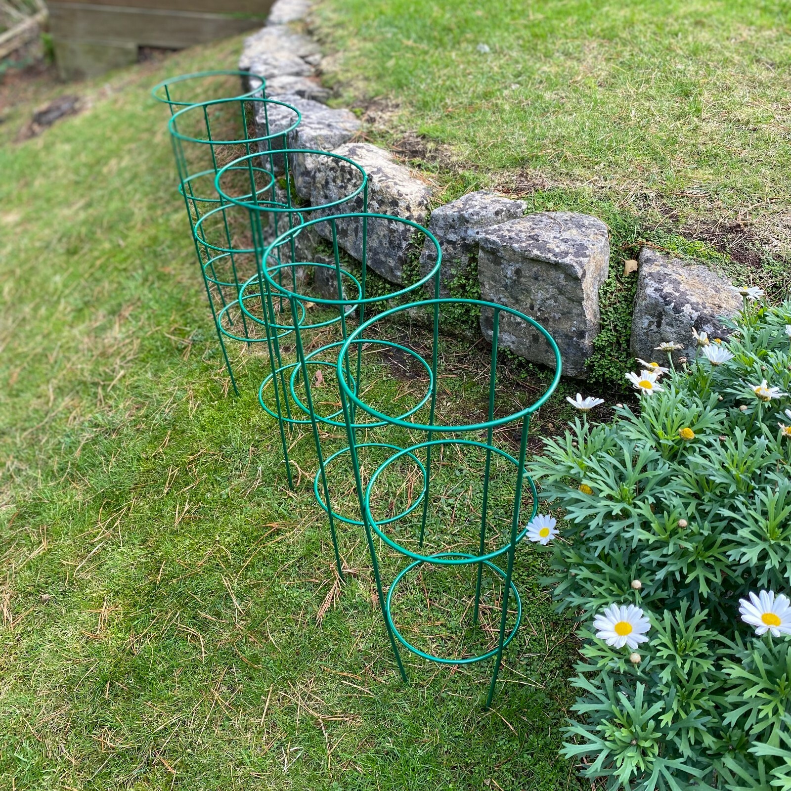 5 x Metal Conical Garden Plant Support Rings (48cm) Herbaceous Stake ...