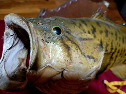 SMALLMOUTH BASS FISH MOUNT TAXIDERMY CABIN TACKLE DECOR LARGEMOUTH-21 ...