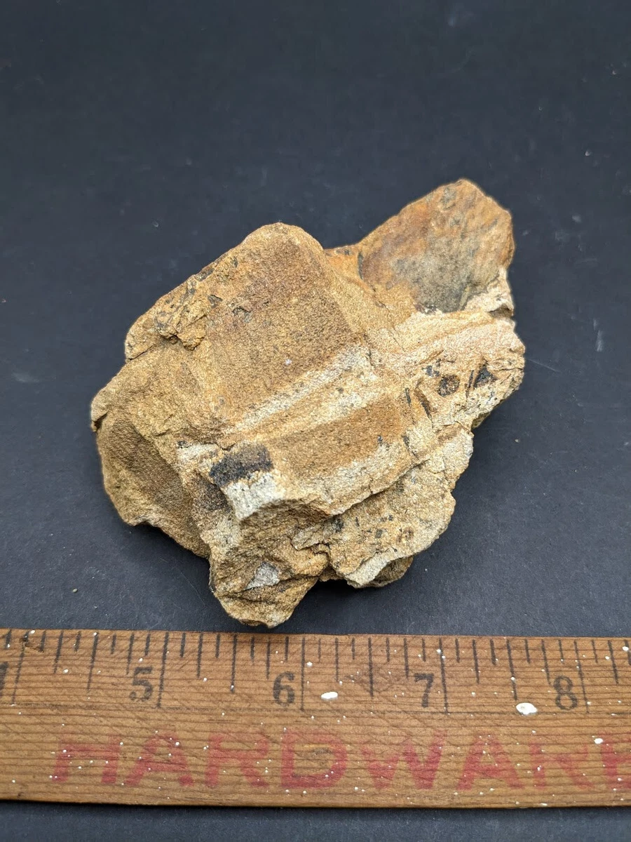 Plant Fossils In Rocks