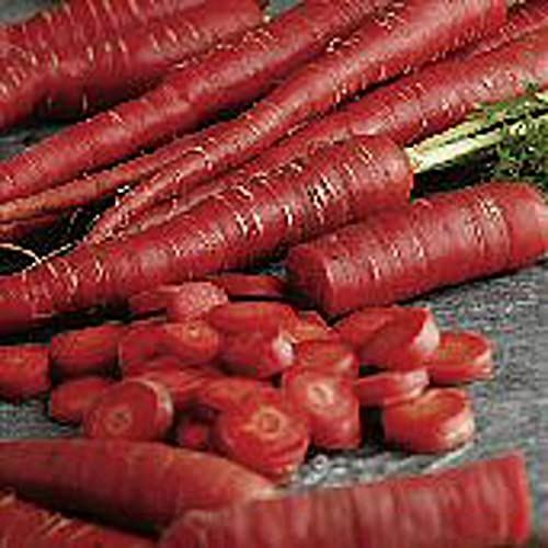 Samurai Carrots Seeds (((25 Seed Packet))) (More Heirloom, Organic, Non ...