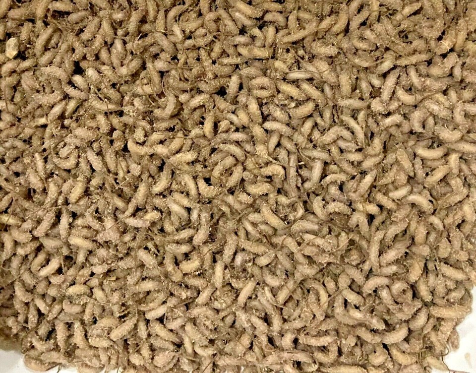 Fresh Live Fishing Bait Worms & Bugs - Alive Earthworm Nightcrawlers ...